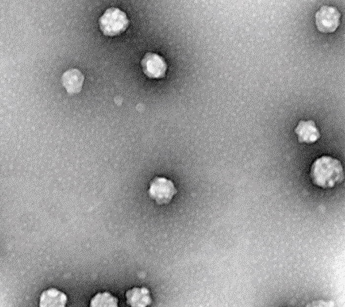 Heavy-lifting nanoparticles to improve medicine delivery - Australian ...